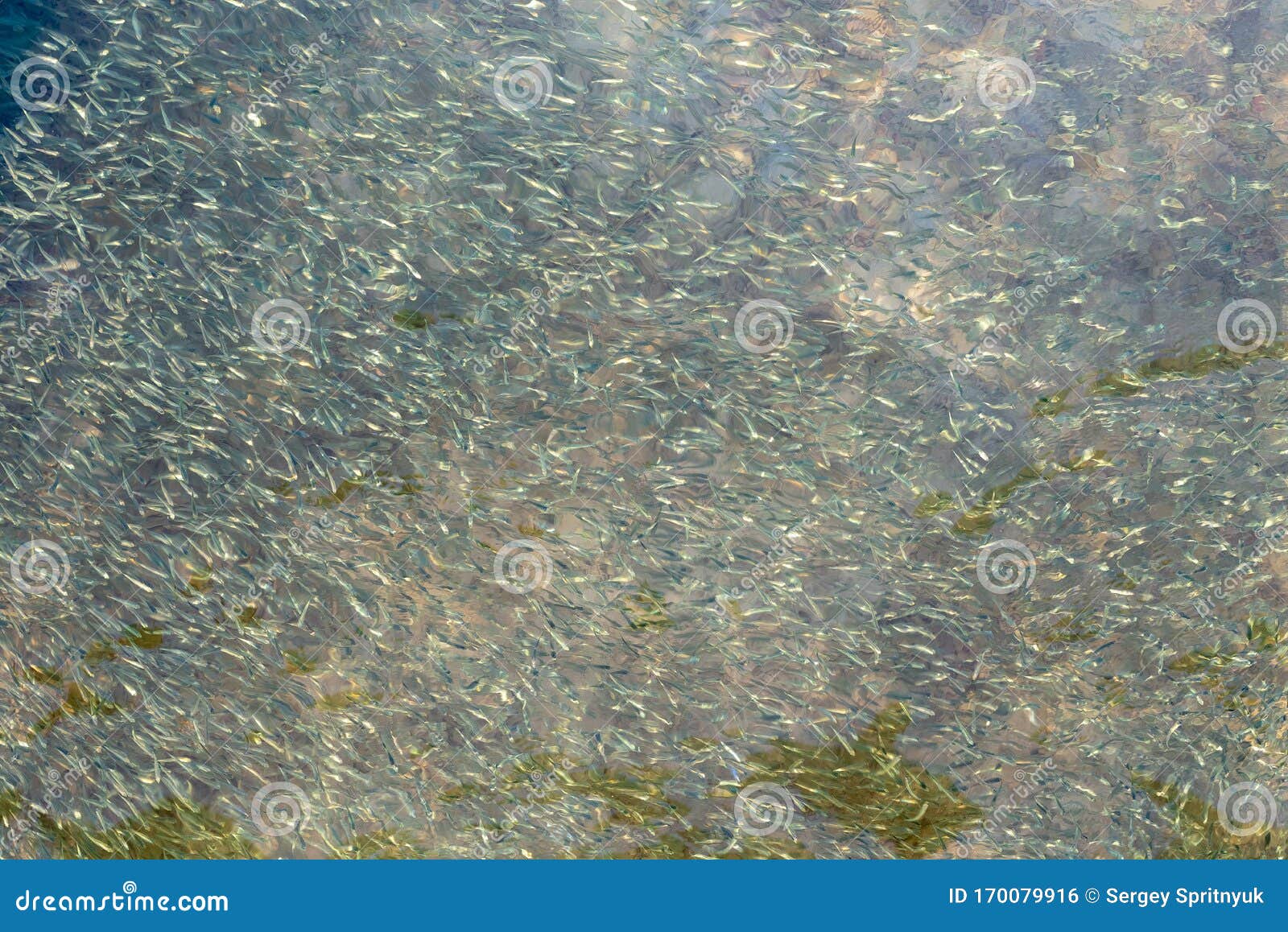Flock of sea fish fry stock photo. Image of light, aquatic - 170079916