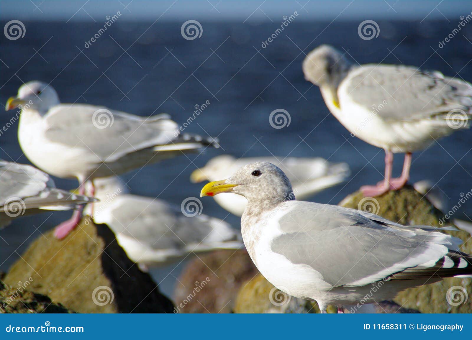 Flock of Sea Gulls stock image. Image of rock, americas - 11658311