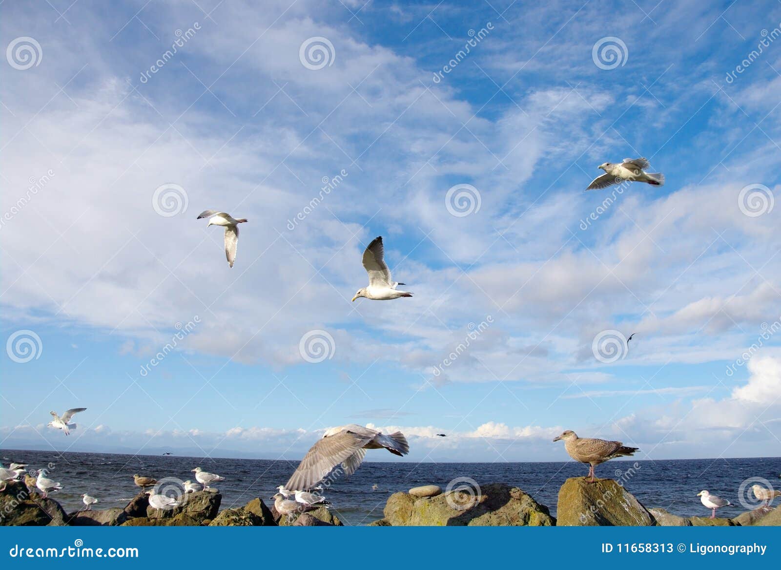 Flock of Sea Gulls stock image. Image of rock, migration - 11658313