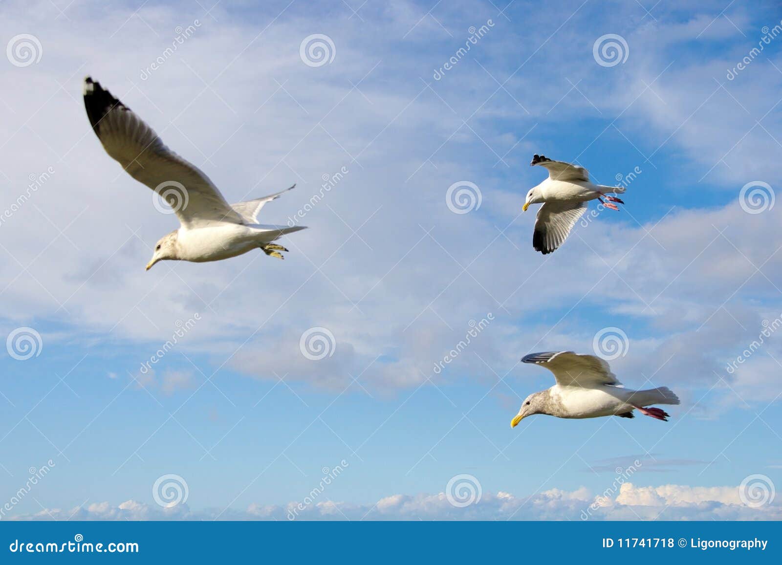 Flock of Sea Gulls stock photo. Image of nature, cloud - 11741718
