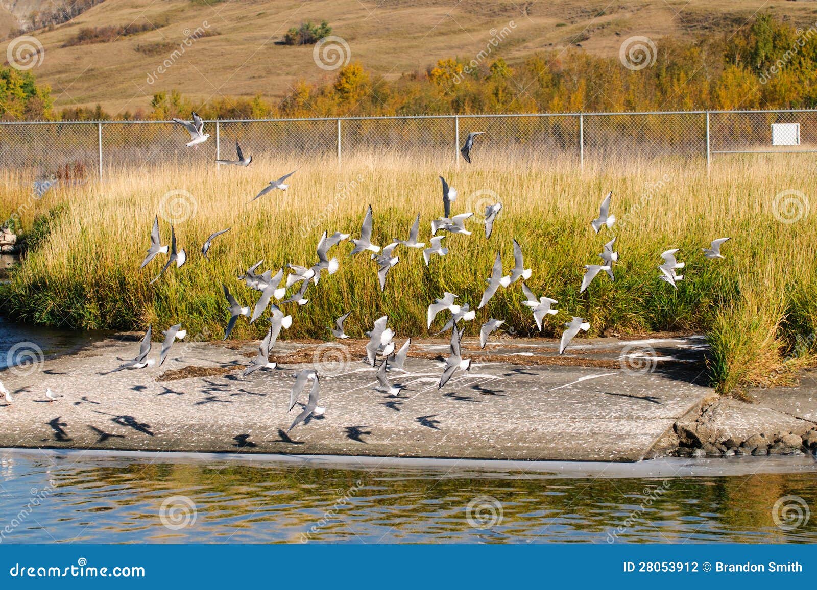 Flock of Sea Gulls stock photo. Image of food, catch - 28053912
