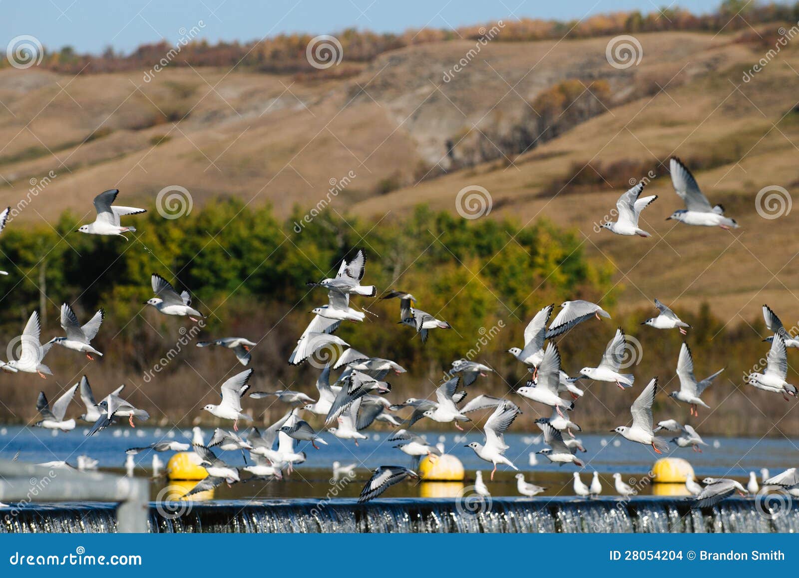 Flock of Sea Gulls stock photo. Image of flight, lake - 28054204