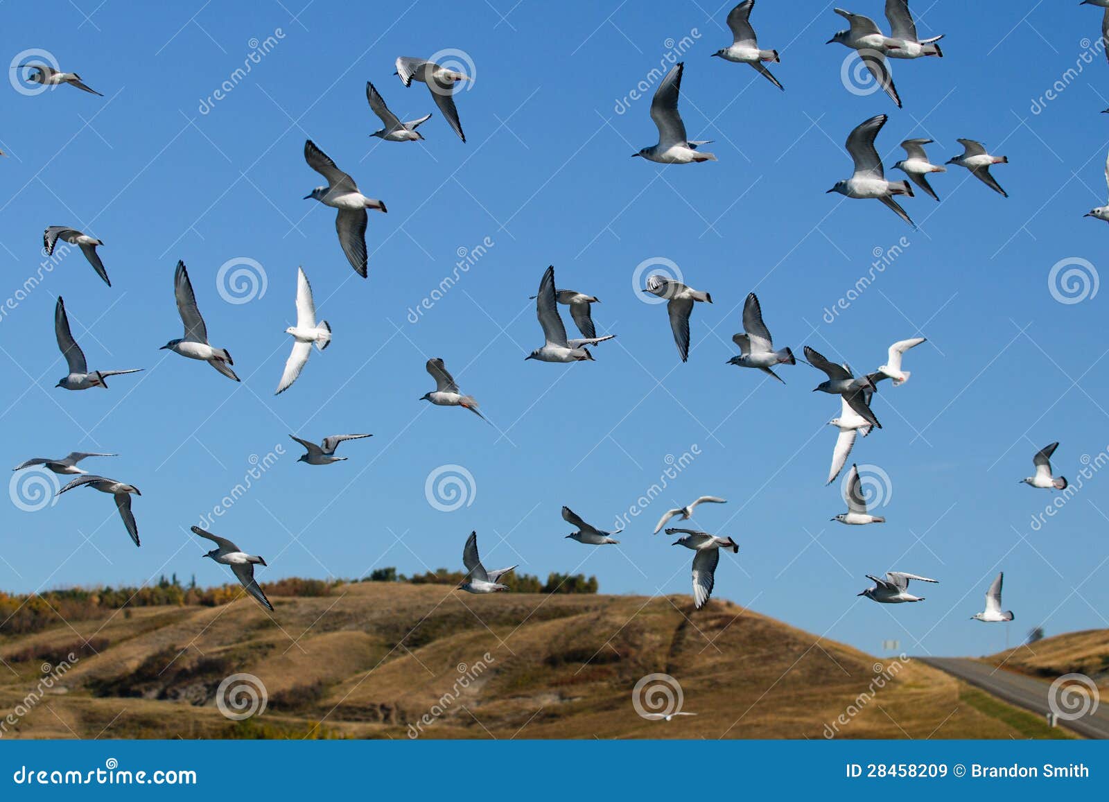 Flock of Sea Gulls stock image. Image of flying, flock - 28458209