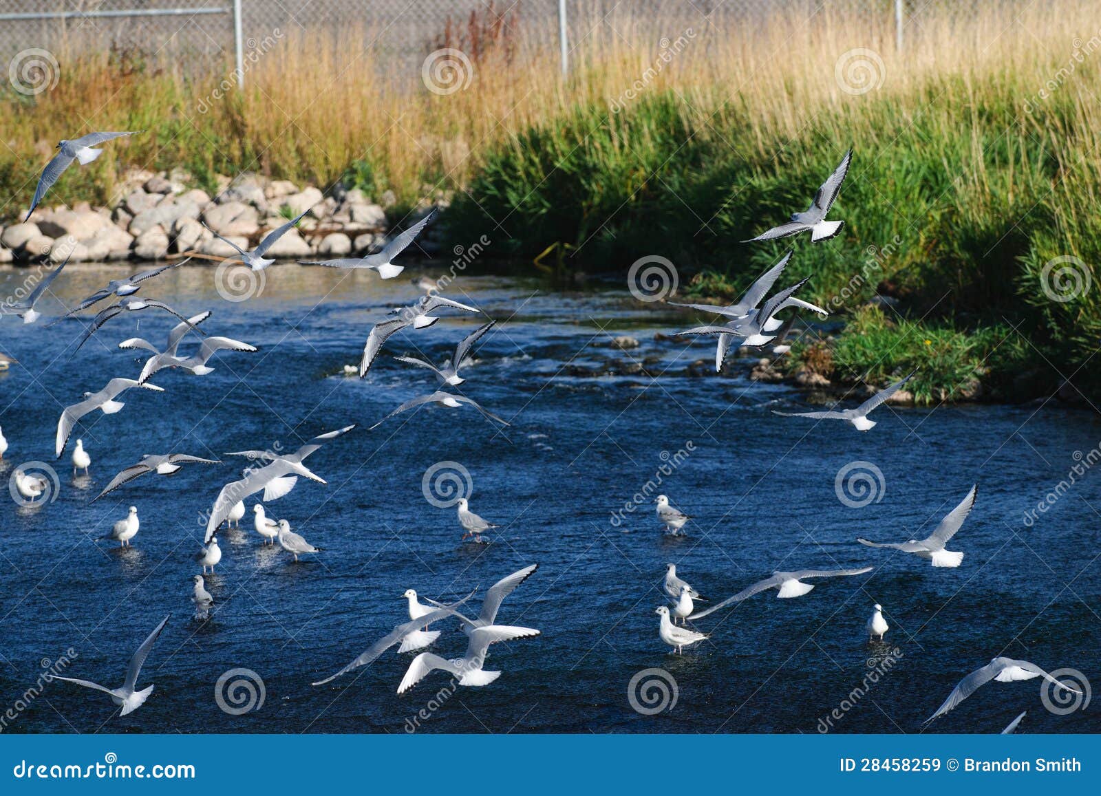 Flock of Sea Gulls stock image. Image of seagull, beak - 28458259