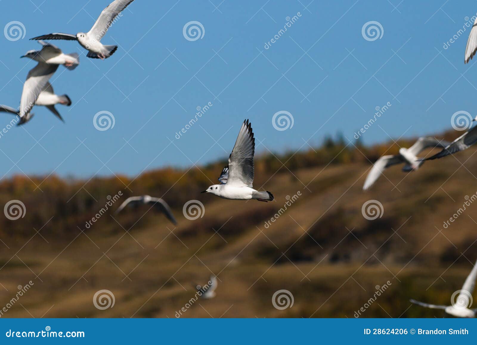 Flock of Sea Gulls stock photo. Image of feathers, gliding - 28624206