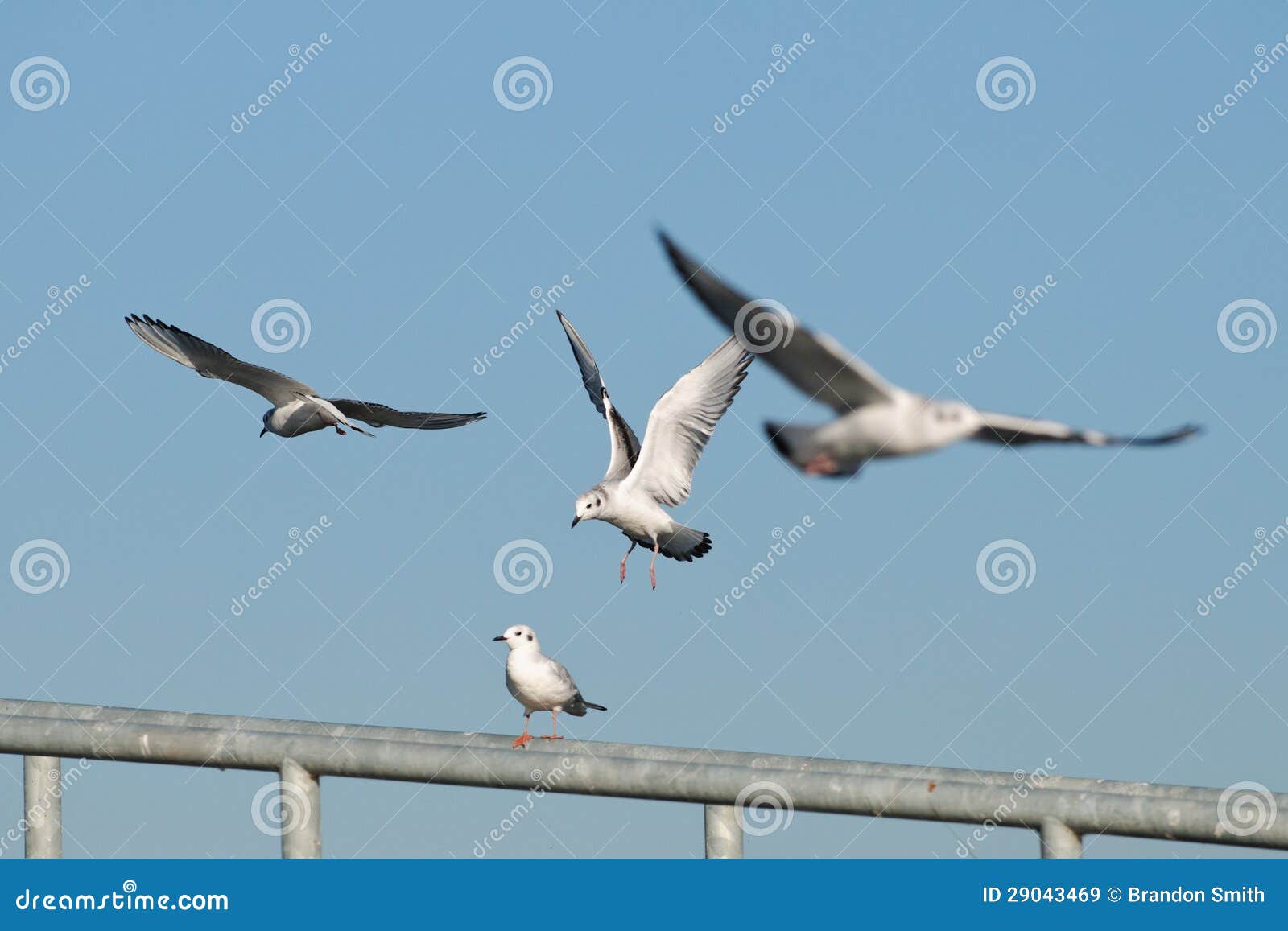 Flock of Sea Gulls stock image. Image of animal, soar - 29043469