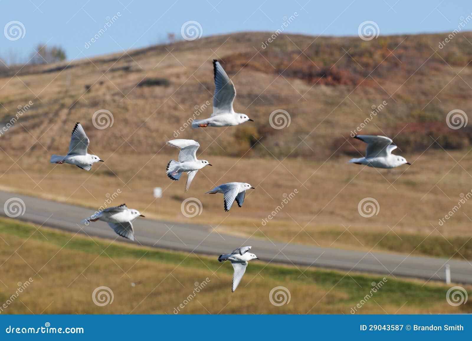 Flock of Sea Gulls stock image. Image of nature, blackheaded - 29043587