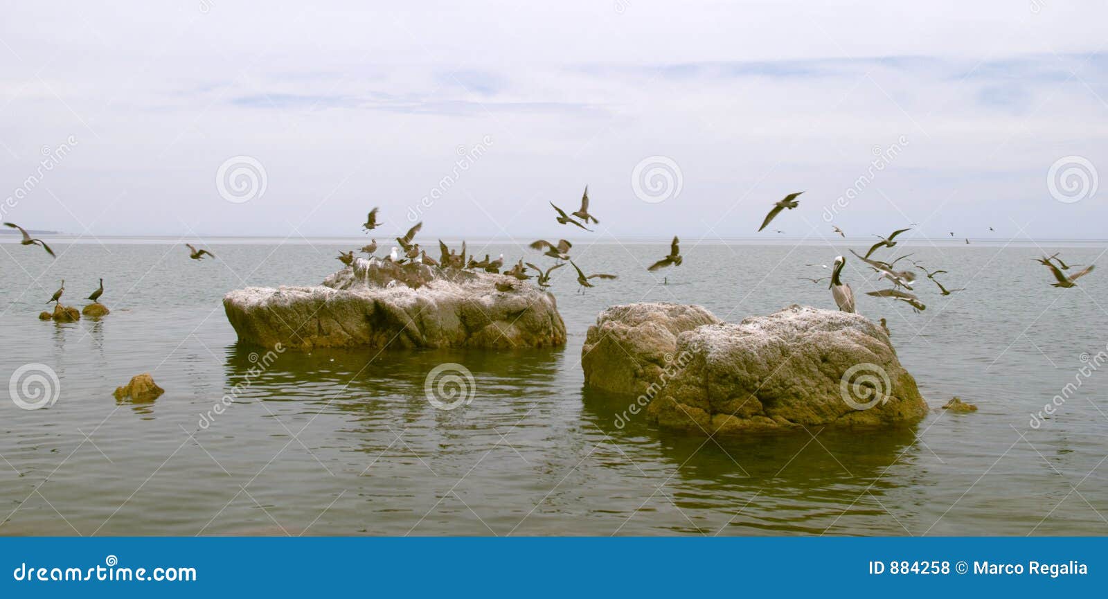 Flock of seabirds stock photo. Image of outdoor, flocking - 884258