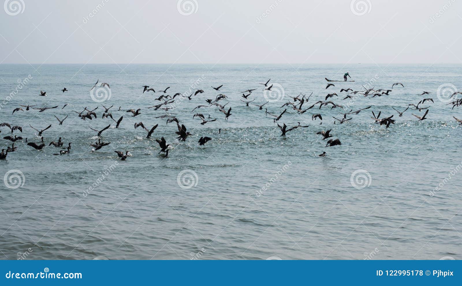 Flock of Seabirds in Flight in the Bay of Bengal Stock Photo - Image of ...