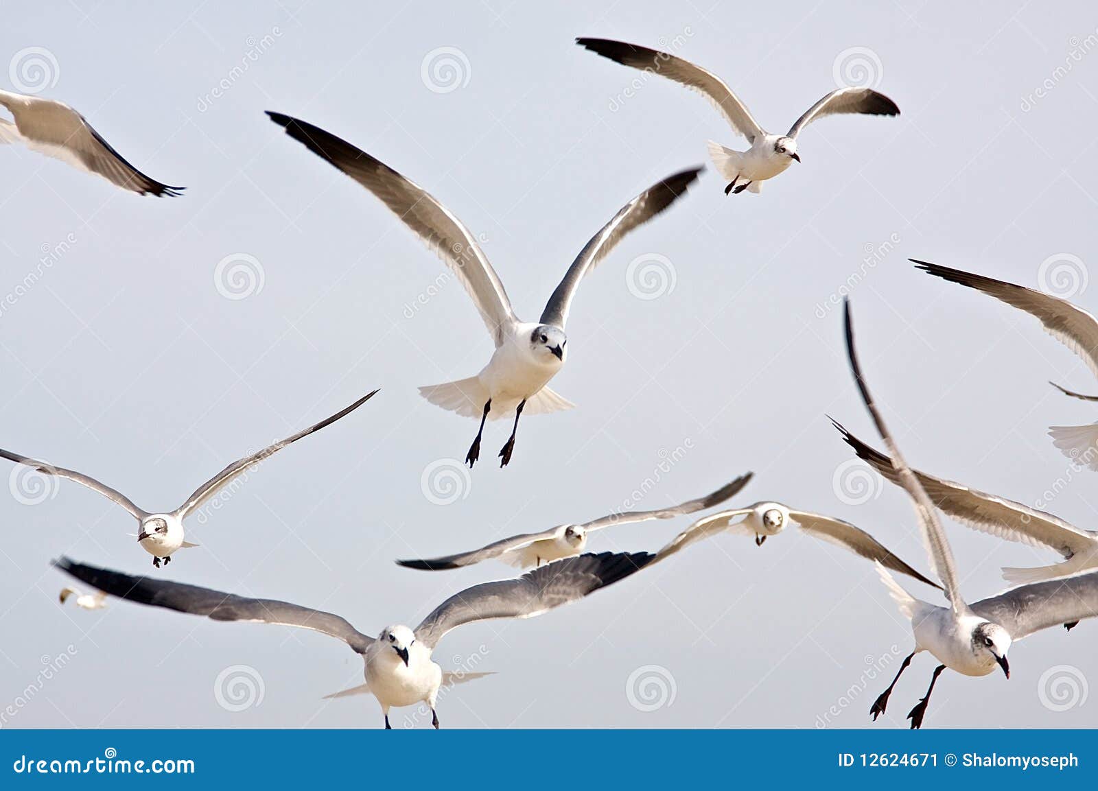 Flock of Seagulls stock image. Image of wings, glide - 12624671