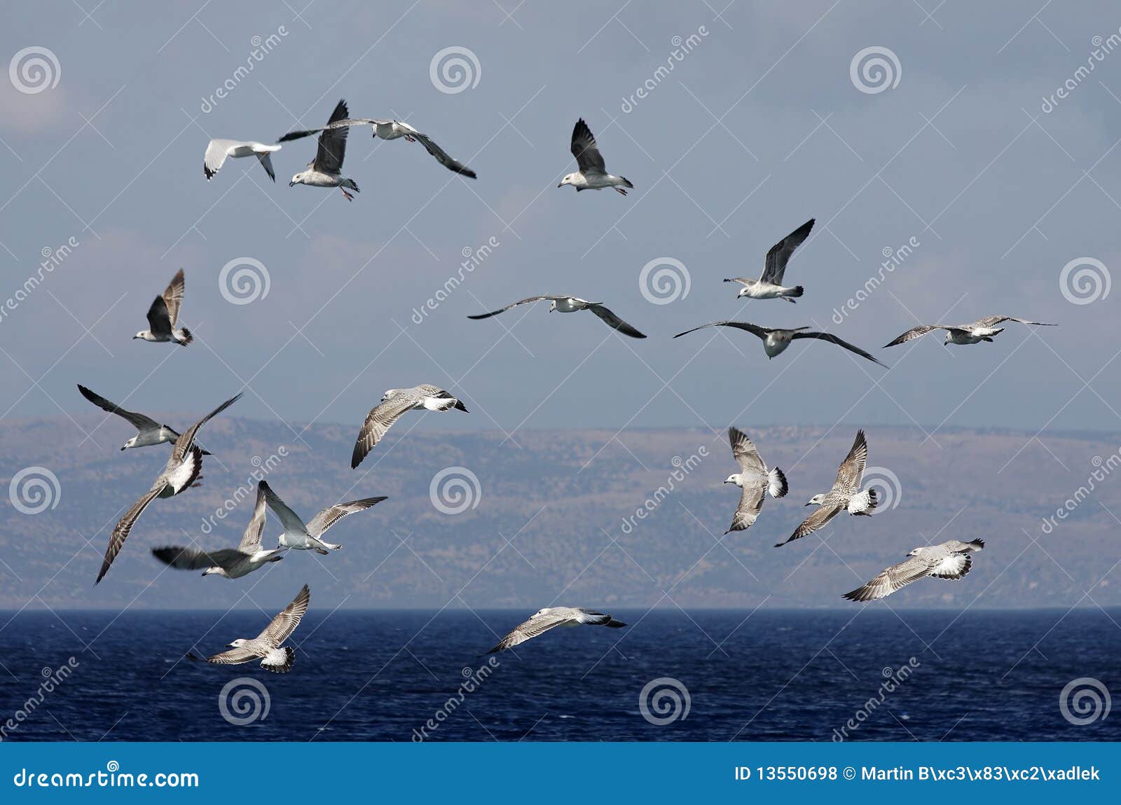 Flock of seagulls stock photo. Image of soar, gull, high - 13550698