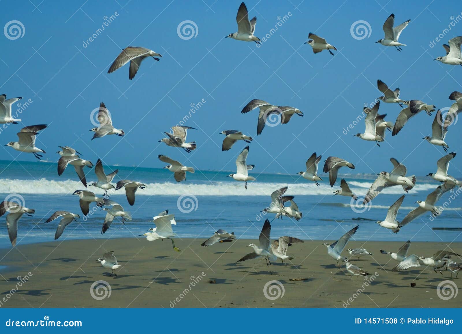 Flock of seagulls stock photo. Image of animal, soaring - 14571508