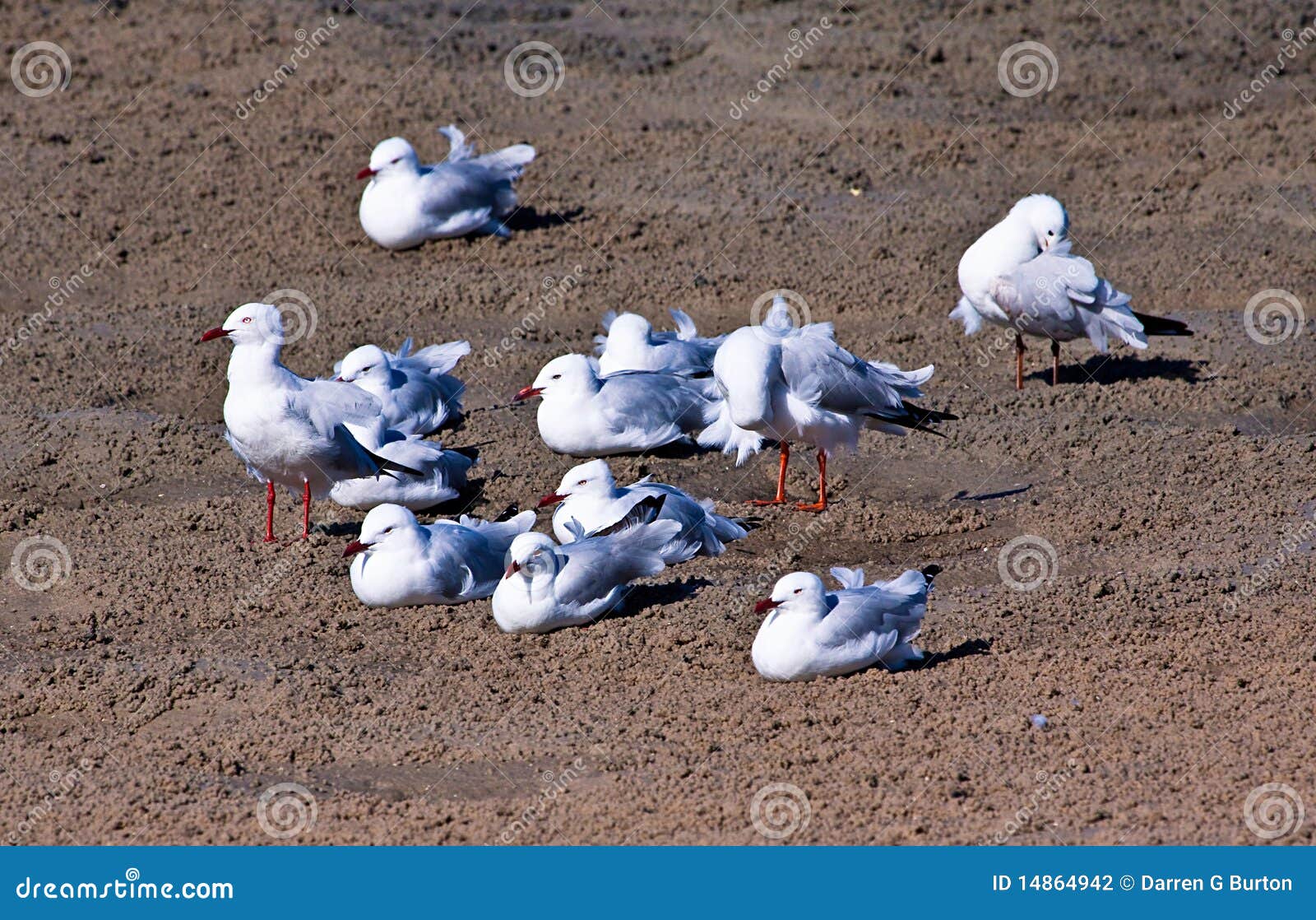 A Flock of Seagulls stock photo. Image of seagull, flock - 14864942
