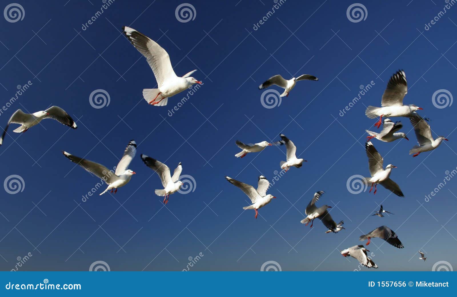 A Flock of Seagulls stock photo. Image of dynamic, escape - 1557656
