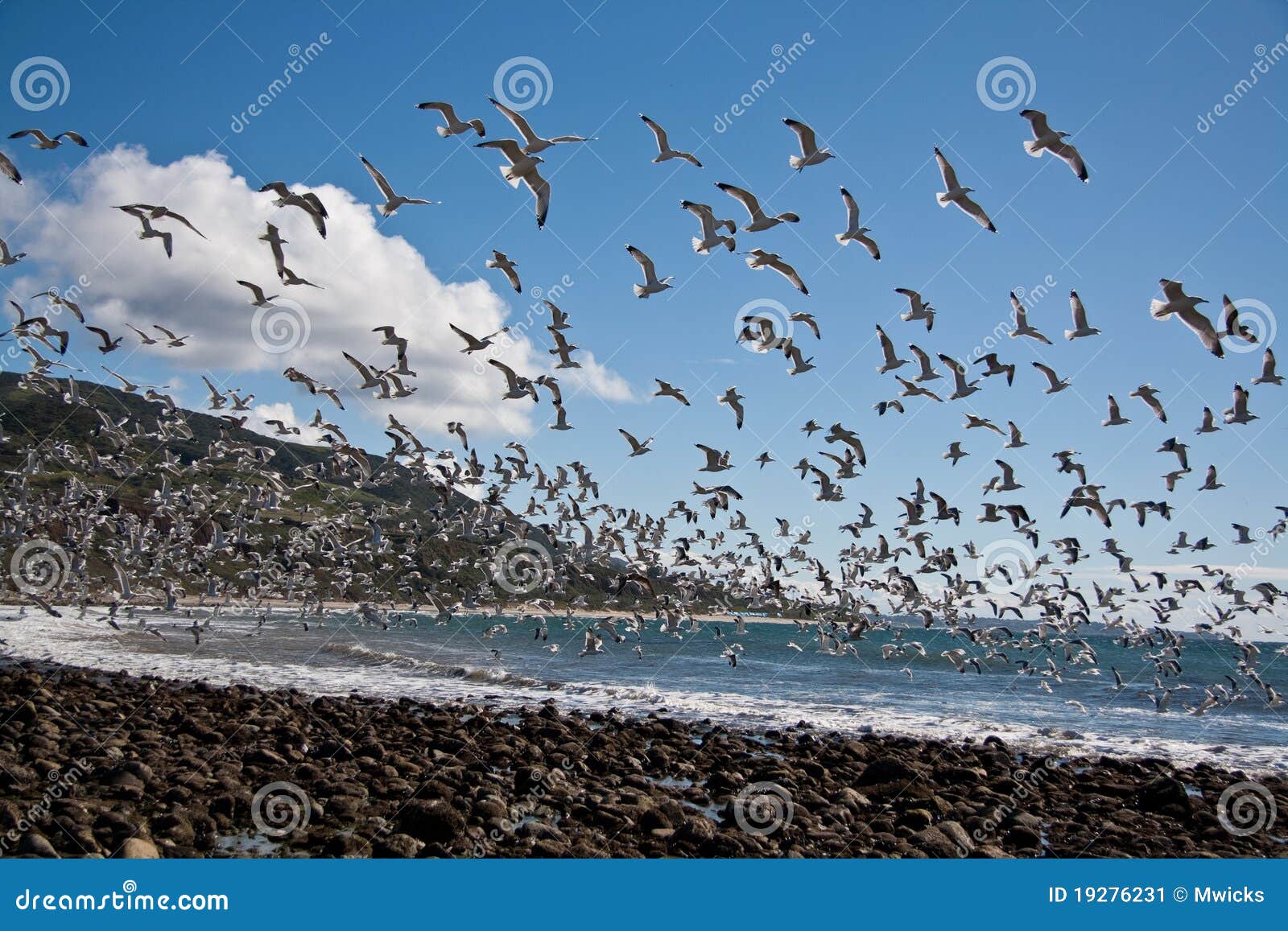 Flock of seagulls stock image. Image of tide, coast, seagulls - 19276231