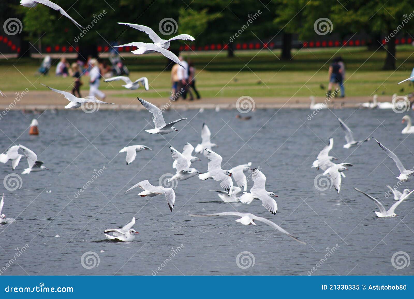 Flock of seagulls stock image. Image of wings, lake, gulls - 21330335