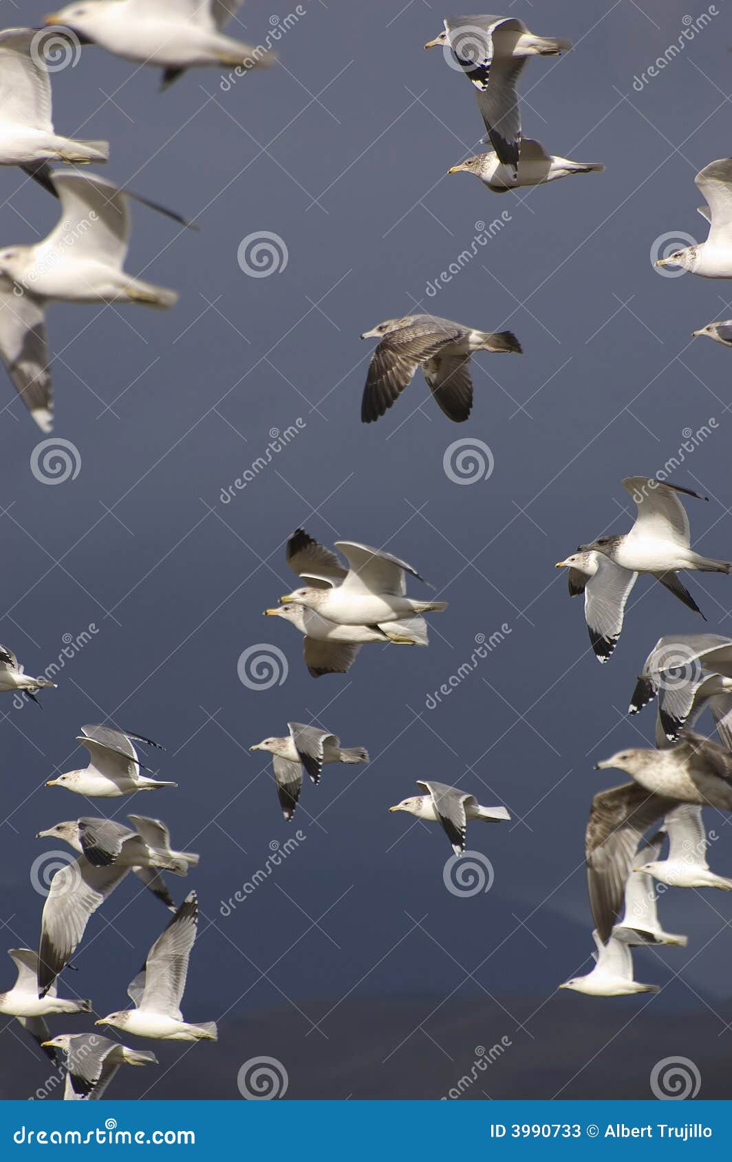 Flock of Seagulls stock image. Image of birds, dark, flock - 3990733