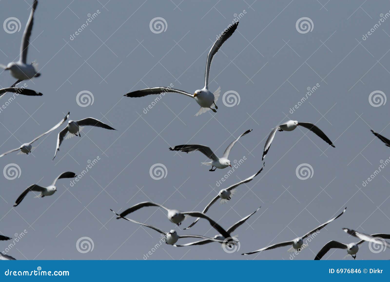 A flock of seagulls stock photo. Image of bill, beak, africa - 6976846