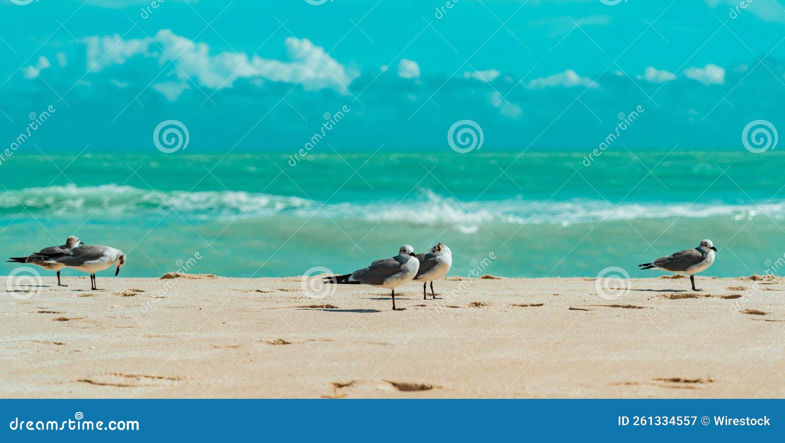 Flock of Seagulls on the Beach Against Rough Waves Background Stock ...