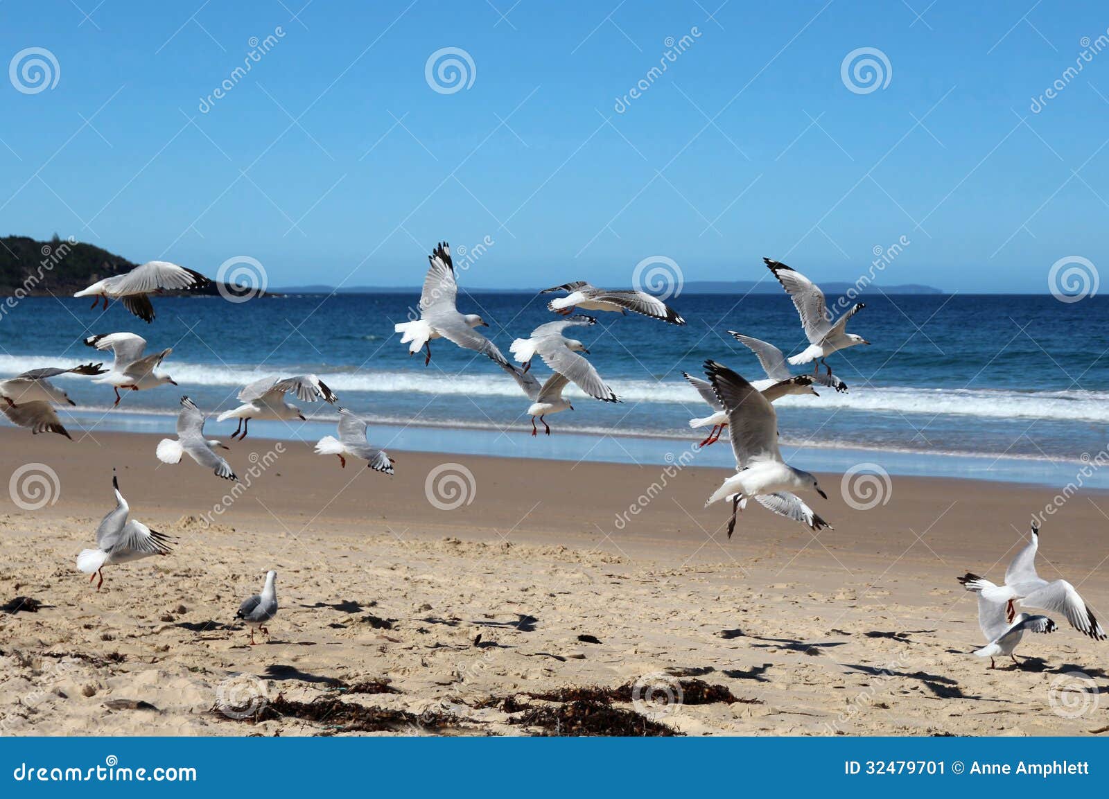 Seagulls On Beach