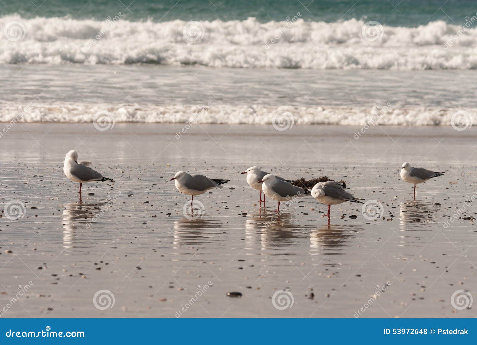 Flock of seagulls on beach stock photo. Image of coast - 53972648