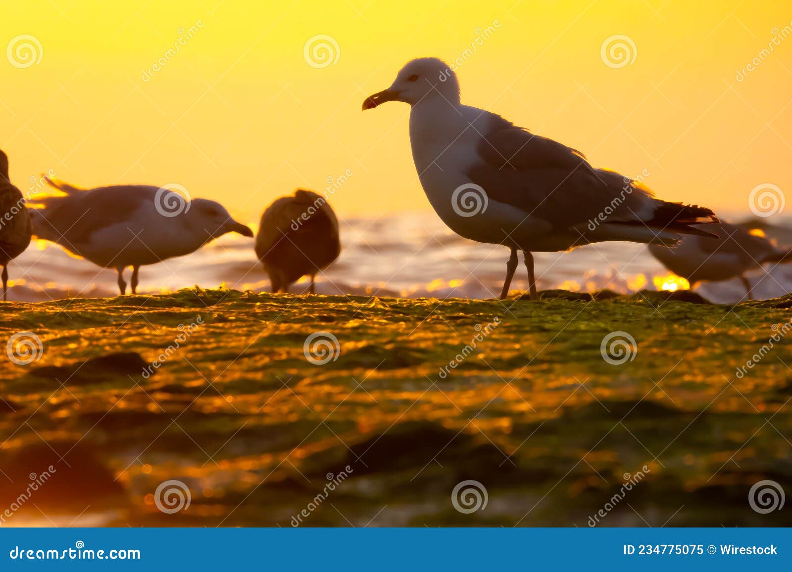 Flock of Seagulls on the Beach at Sun Stock Image - Image of sundown ...