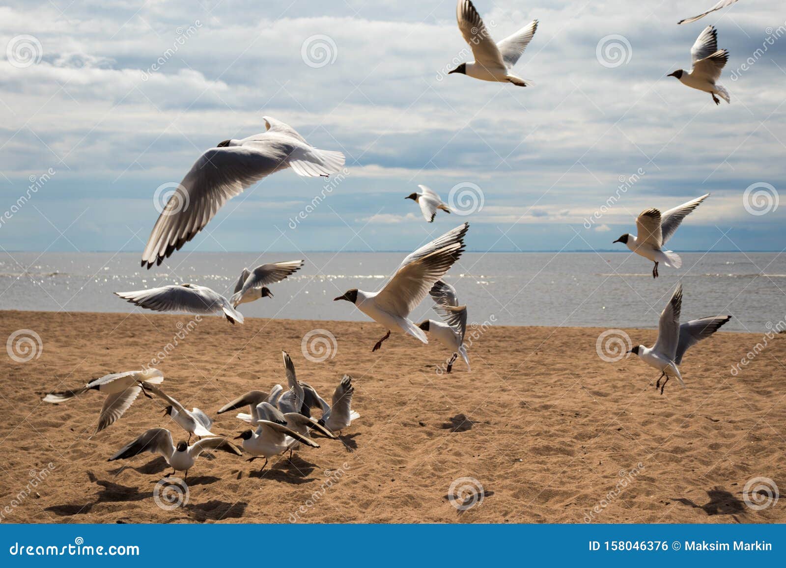 A Flock of Seagulls on the Beach Stock Photo - Image of wing, gulls ...