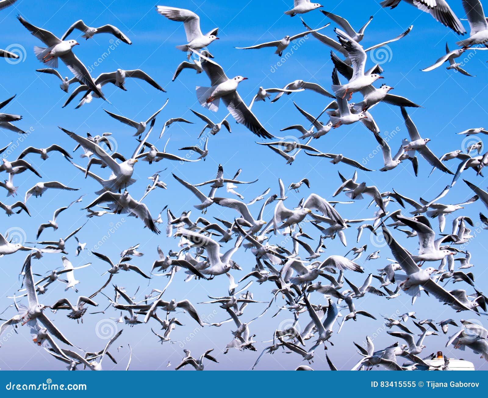 A flock of seagulls stock image. Image of birds, dark - 83415555