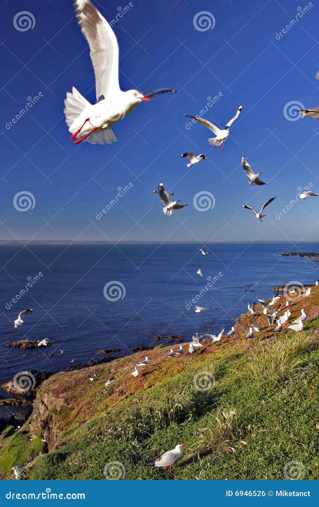 A Flock of Seagulls on Coast Stock Photo - Image of motion, scatter ...