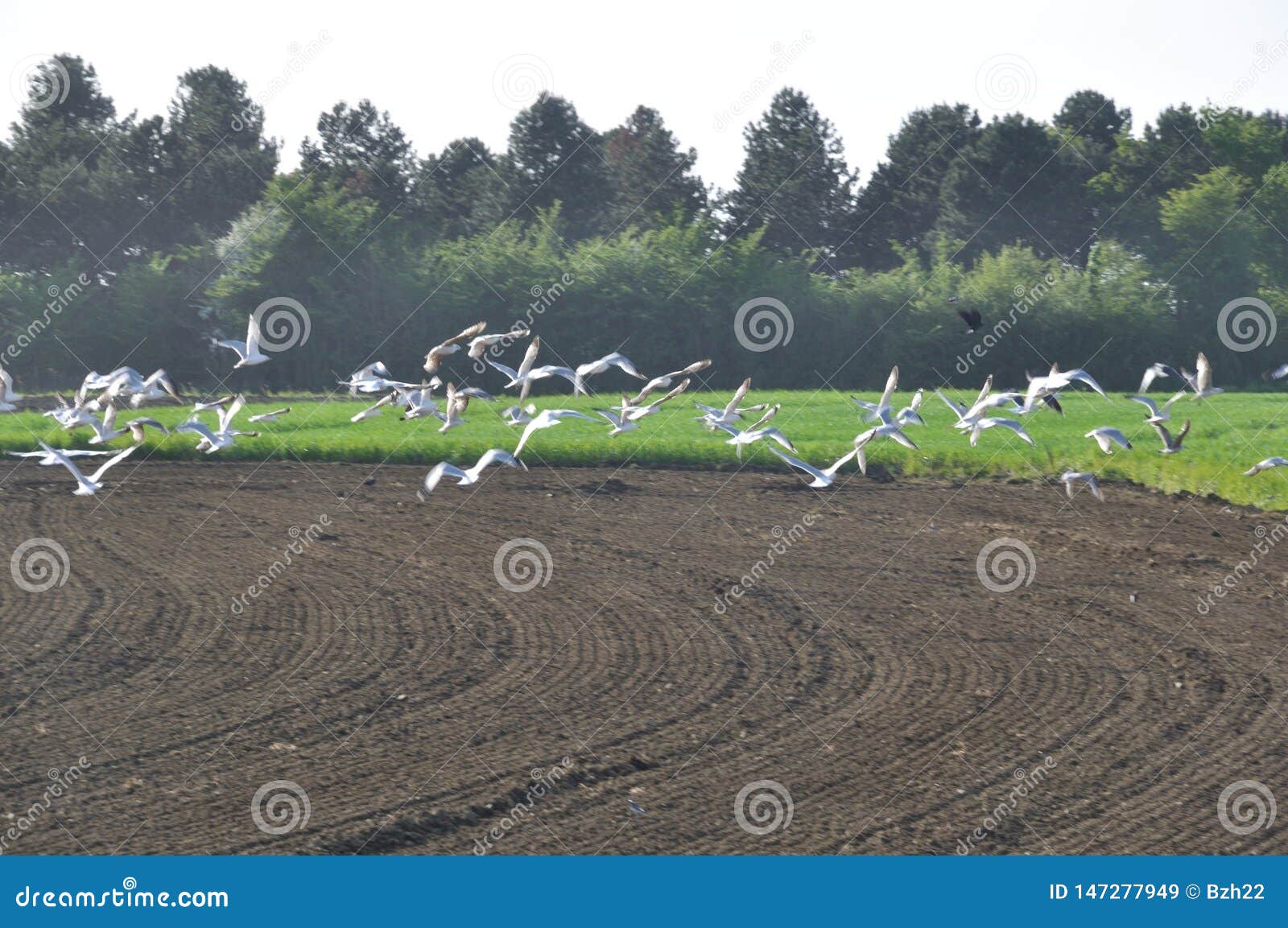 Flock of Seagulls on a Field Stock Image - Image of bird, field: 147277949