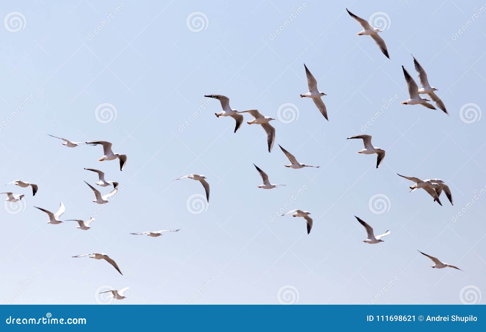 A Flock of Seagulls in Flight Stock Image - Image of flock, seagull ...