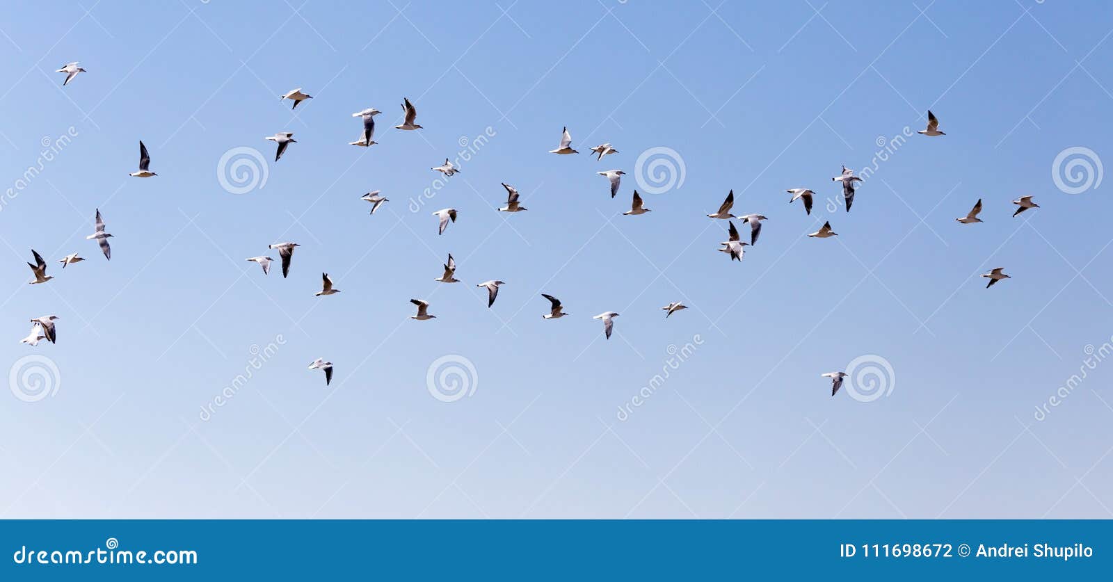 A Flock of Seagulls in Flight Stock Photo - Image of flying, flight ...