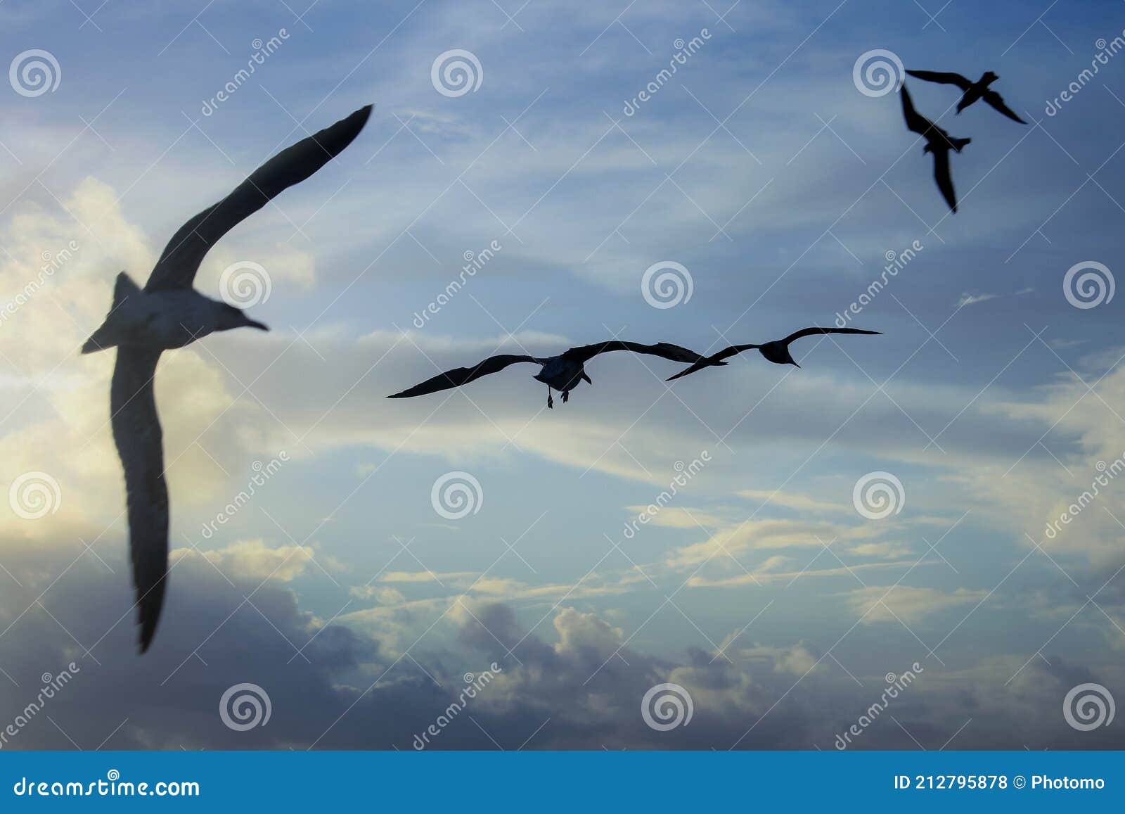 Flock Of Seagulls. Seabirds Flying Together, One Line Seagull And Ocean ...