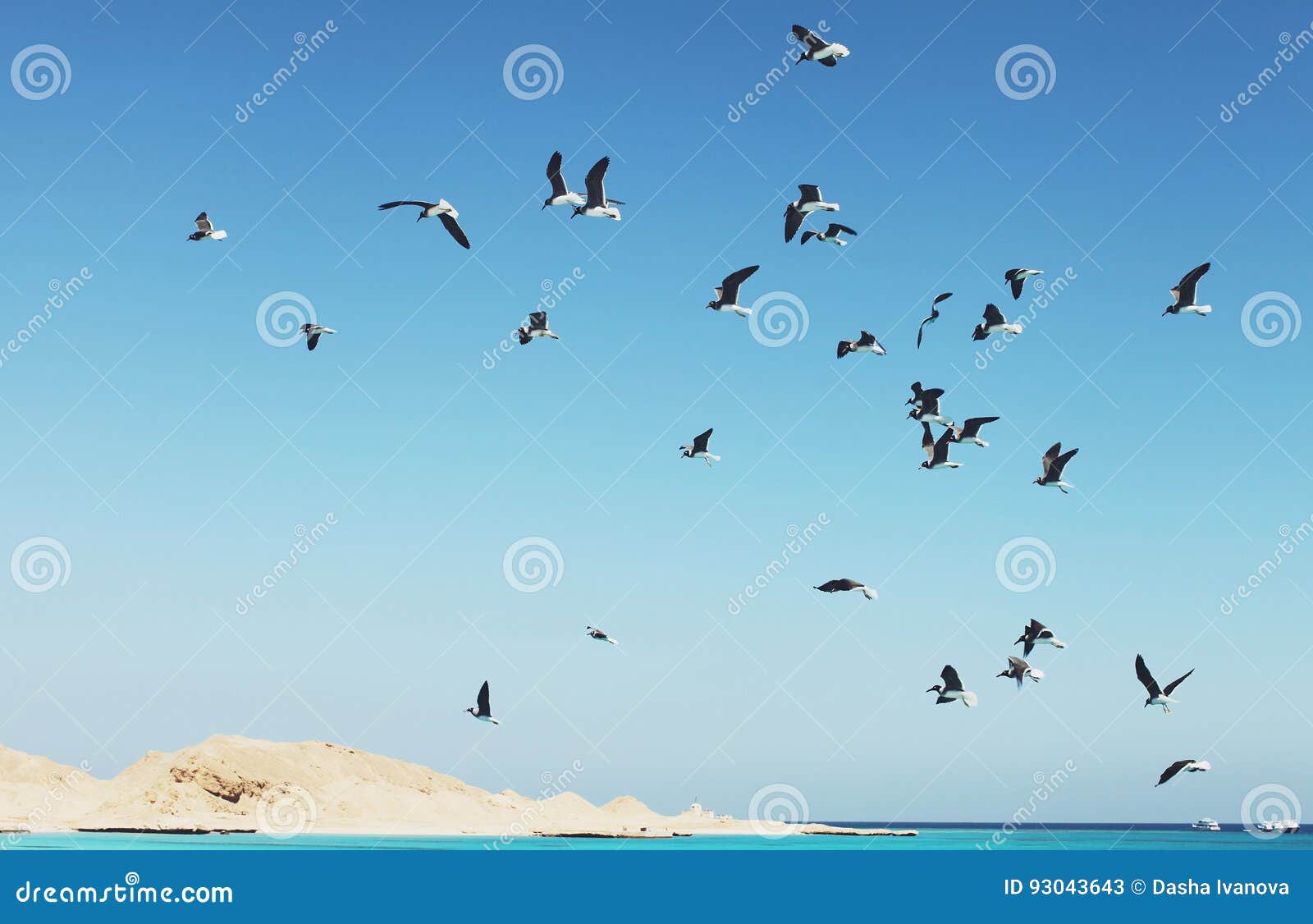 Flock of seagulls stock image. Image of summer, nature - 93043643