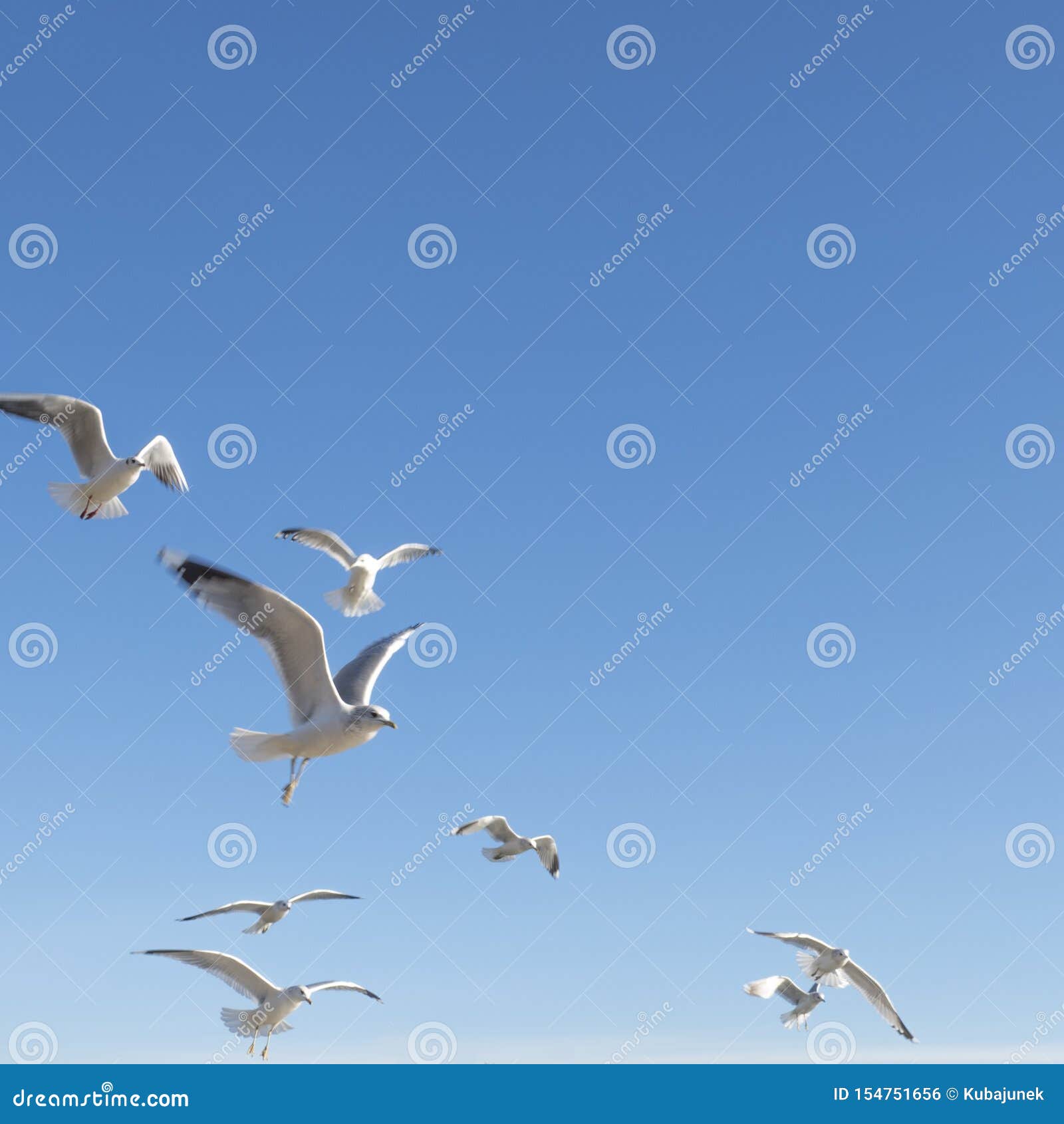 Flock Of Seagulls Flying Low In Mexico Cozumel Mayan Riviera With The ...