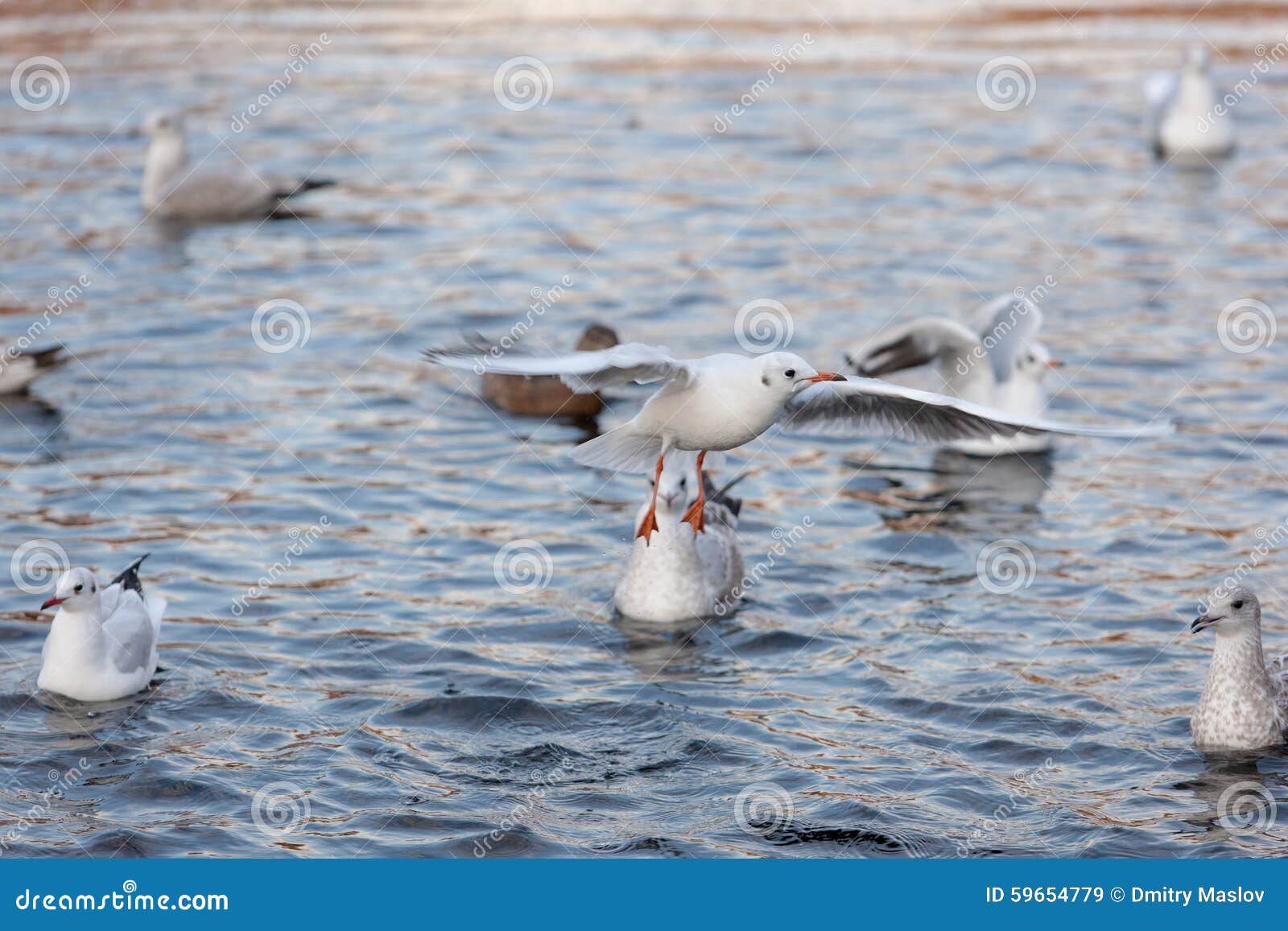 Flock of seagulls stock image. Image of ripple, nature - 59654779