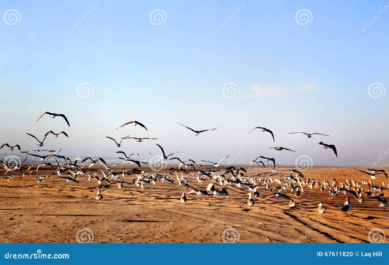 Flock of Seagulls stock photo. Image of large, background - 67611820
