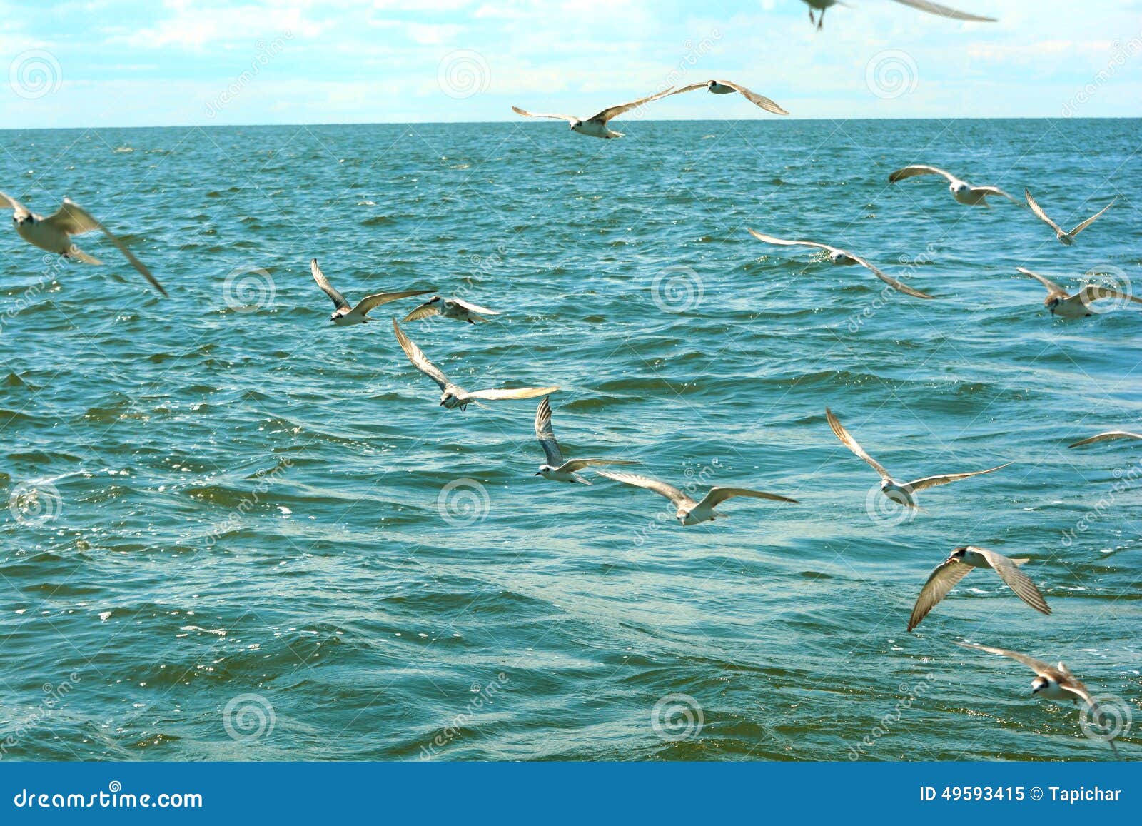 Flock of Seagulls stock image. Image of flock, group - 49593415