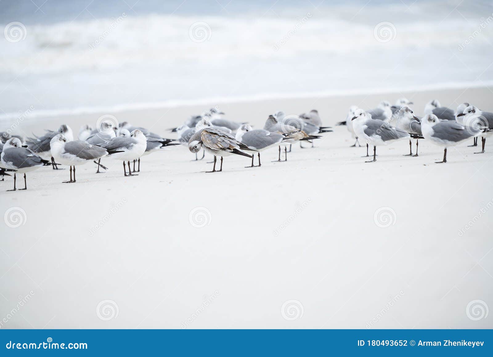 Flock of Seagulls at the Ocean Beach Stock Photo - Image of behavior ...