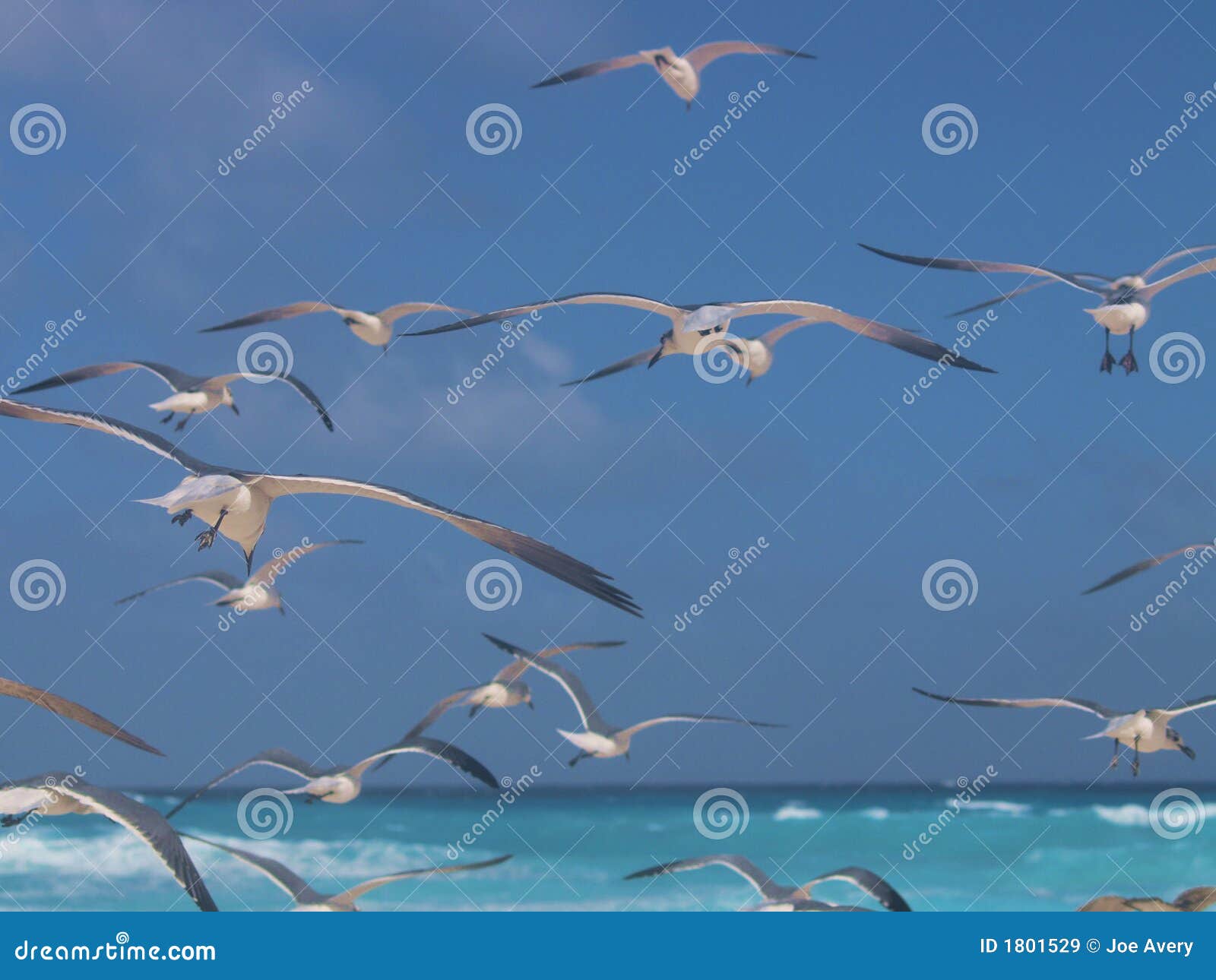 Flock of Seagulls Over the Carribean Stock Image - Image of water ...
