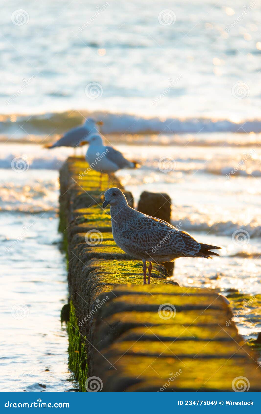 Flock of Seagulls Perching on Breakwater at the Beach Stock Image ...
