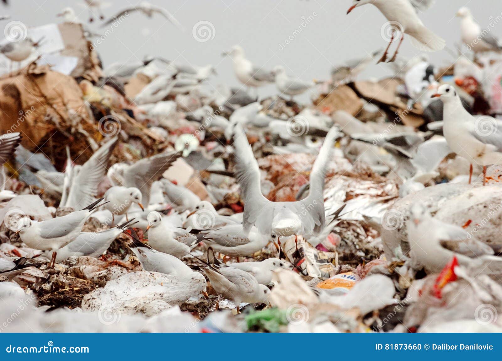 Flock of Seagulls Picking through Trash on a Landfill Stock Photo ...