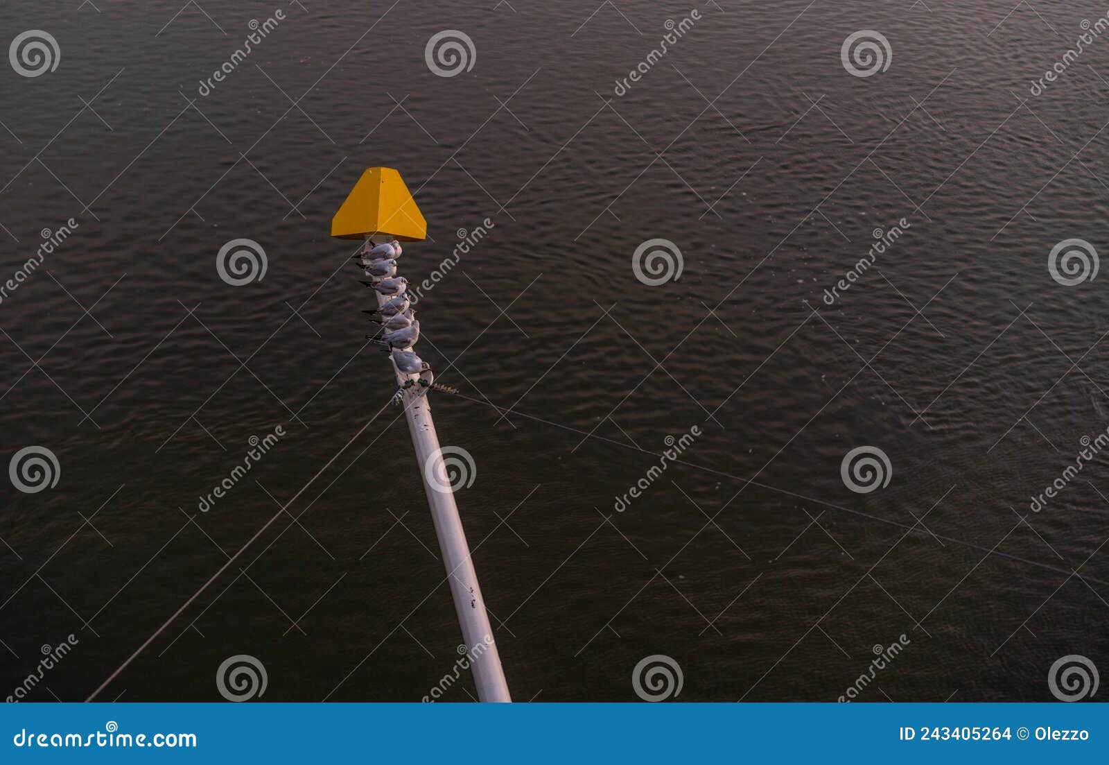 A Flock of Seagulls Sitting on an Iron Pipe Above Water Stock Photo ...