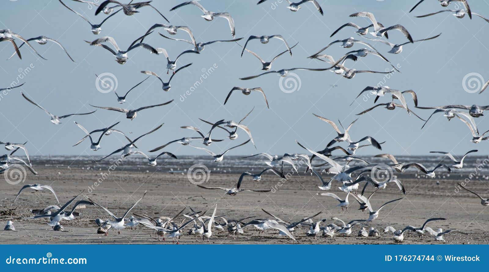 Flock of Seagulls Taking Off from the Beach Stock Photo - Image of beak ...