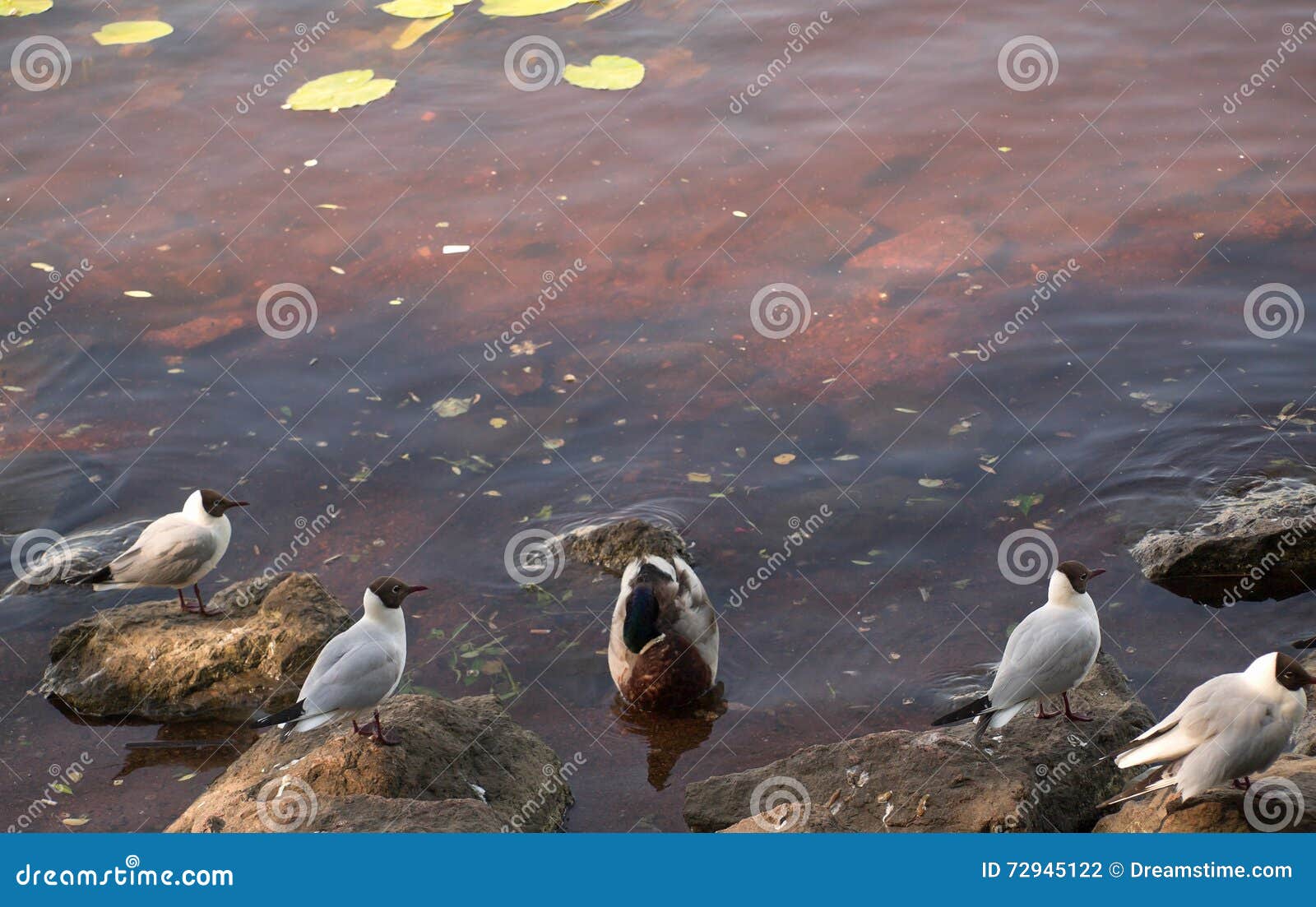 A flock of seagulls stock photo. Image of color, seagulls - 72945122