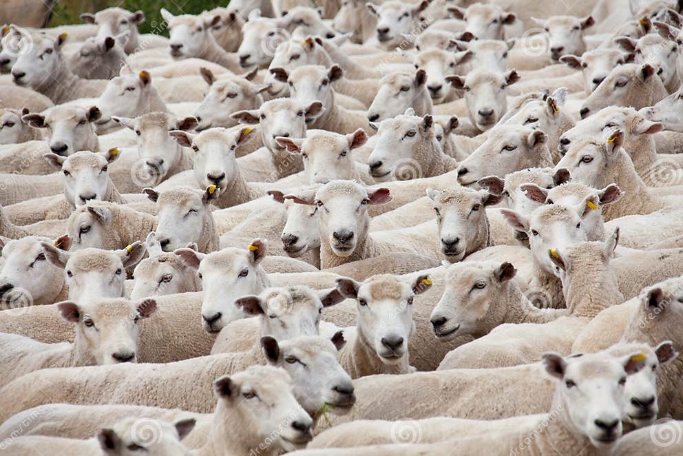 Flock of sheared sheep stock photo. Image of rural, curious - 17674528