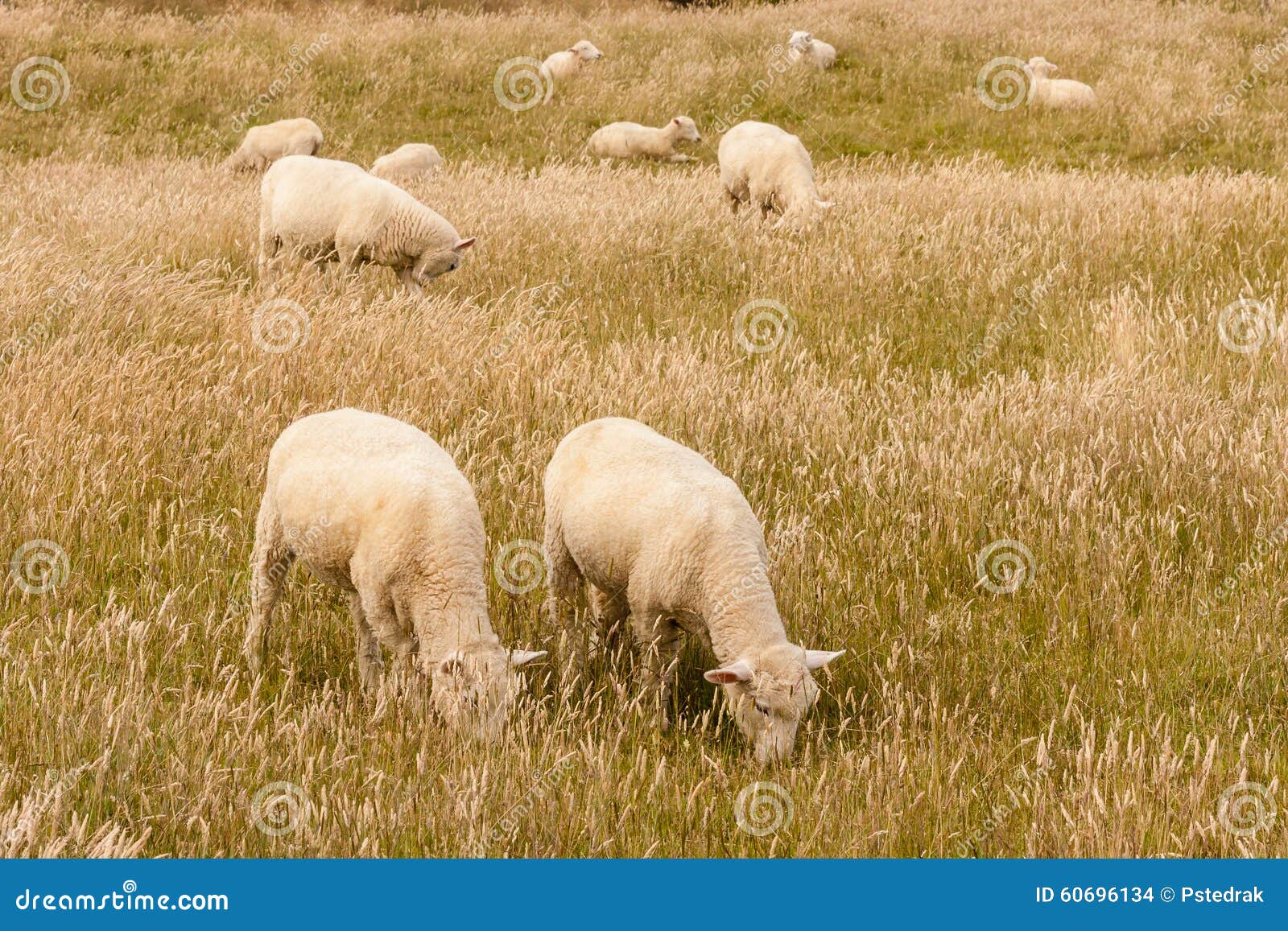 Flock of Sheared Sheep Grazing Stock Photo - Image of paddock, autumn ...