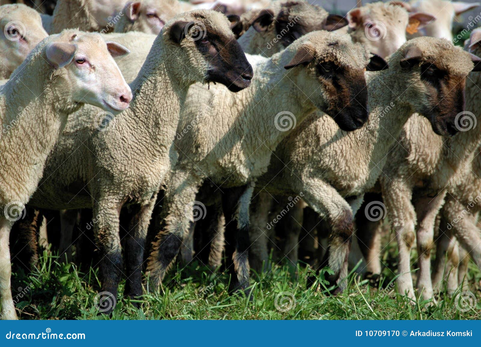 Flock of sheep stock photo. Image of color, flock, rural - 10709170