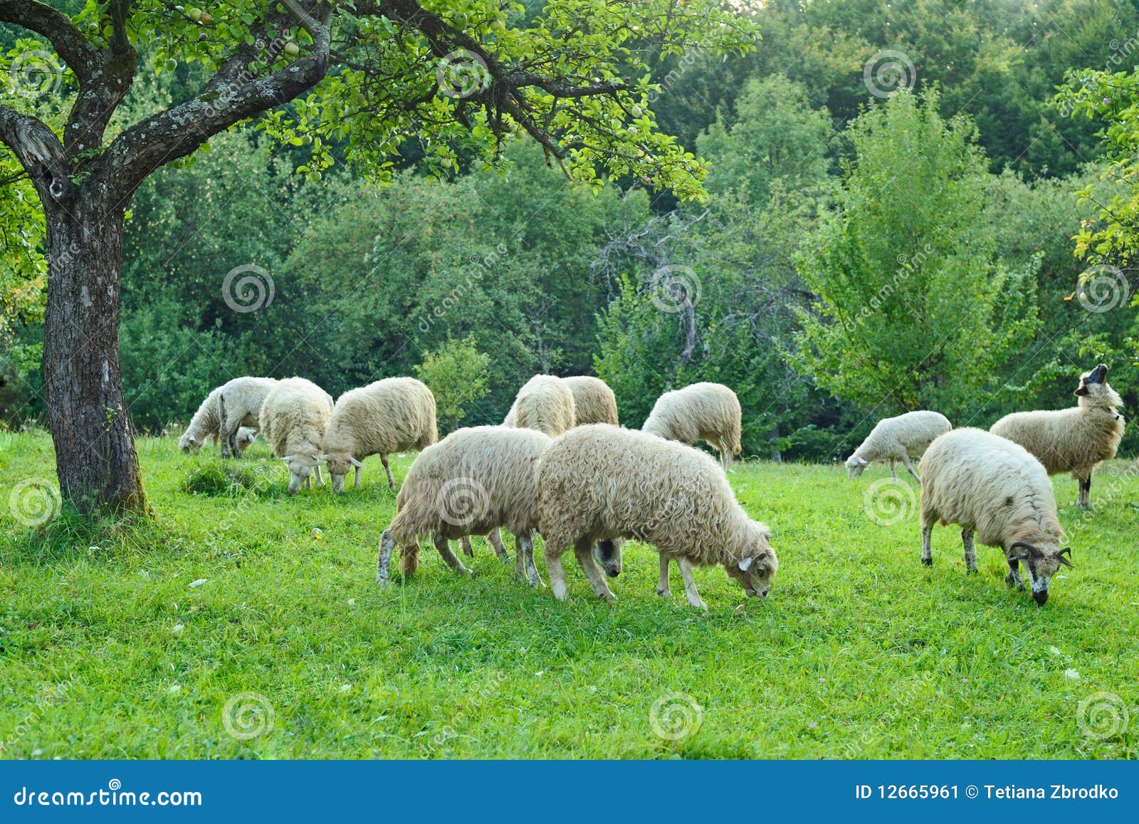 Flock of sheep stock image. Image of meadow, sheep, field - 12665961