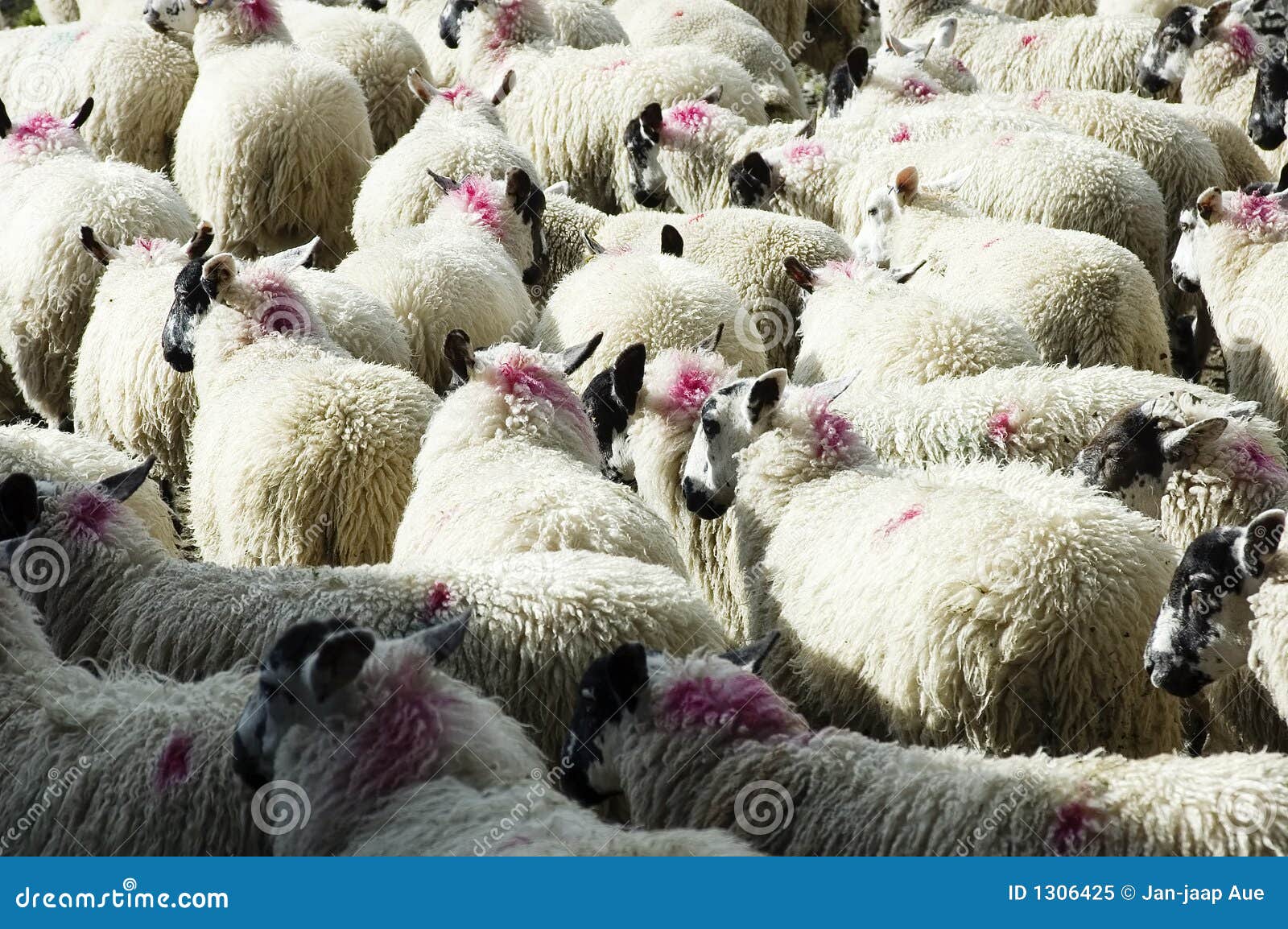 Flock of sheep stock image. Image of crowded, animal, flock - 1306425